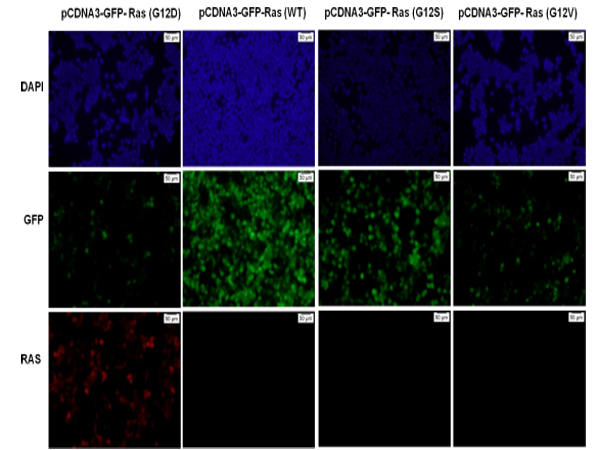 小鼠抗HRAS/KRAS/NRAS (mutated G12D)单克隆抗体,Anti-HRAS/KRAS/NRAS (mutated G12D ...