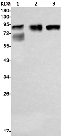 兔抗STAT3 (phospho-Ser727)单克隆抗体,Anti-STAT3 (phospho-Ser727) rabbit monoclonal antibody 生命科学产品与技术服务 ...