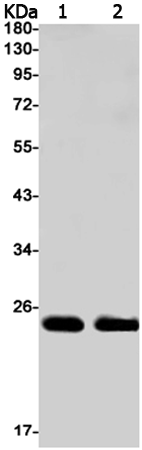 兔抗TFAM单克隆抗体,Anti-TFAM rabbit monoclonal antibody 生命科学产品与技术服务-生工生物工程(上海 ...