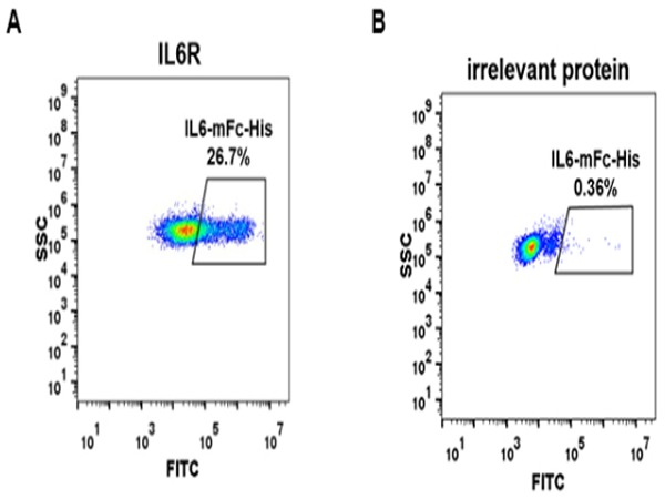 人IL6重组蛋白（mFc-6×His tag C-Terminus）,Human IL6 Recombinant protein (mFc-6 ...
