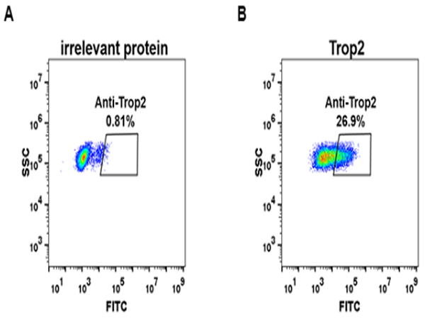 兔抗TACSTD2单克隆抗体,Anti-TACSTD2 rabbit monoclonal antibody 生命科学产品与技术服务-生工生物 ...