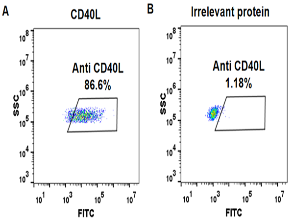 抗CD40 Ligand（ruplizumab biosimilar）单克隆抗体,Anti-CD40 Ligand (ruplizumab biosimilar) monoclonal ...