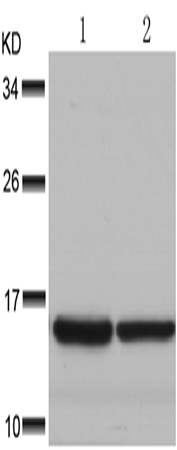 兔抗H2AFX多克隆抗体,Anti-H2AFX rabbit polyclonal antibody 生命科学产品与技术服务-生工生物工程 ...