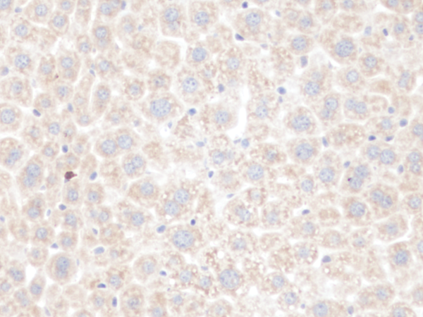 兔抗Ccl6多克隆抗体,Anti-CCL6 rabbit polyclonal antibody 生命科学产品与技术服务-生工生物工程(上海 ...