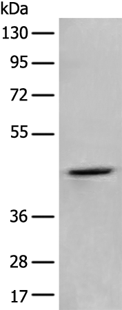 兔抗ADRA2A多克隆抗体 Anti-ADRA2A rabbit polyclonal antibody 生命科学产品与技术服务-生工生物工程 ...