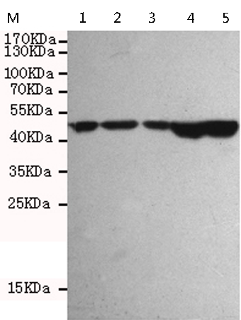 小鼠抗CASP9单克隆抗体,Anti-CASP9 mouse monoclonal antibody 生命科学产品与技术服务-生工生物工程 ...