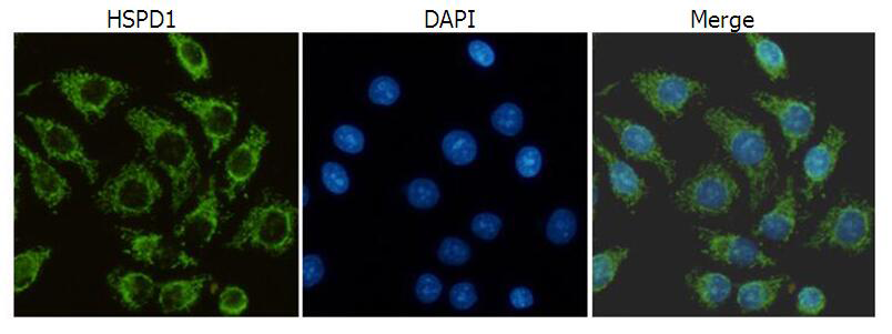 小鼠抗HSPD1单克隆抗体,Anti-HSPD1 mouse monoclonal antibody 生命科学产品与技术服务-生工生物工程 ...