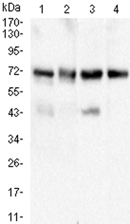 小鼠抗ALPG单克隆抗体,Anti-ALPG mouse monoclonal antibody 生命科学产品与技术服务-生工生物工程(上海 ...