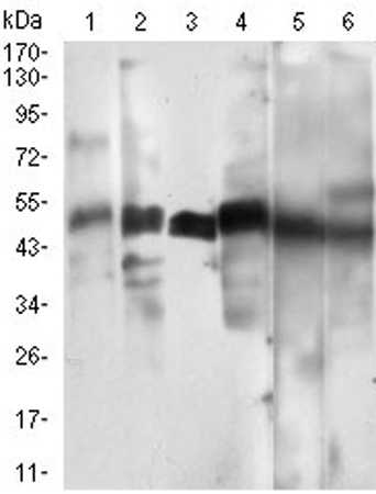 小鼠抗CCNA2单克隆抗体,Anti-CCNA2 mouse monoclonal antibody 生命科学产品与技术服务-生工生物工程 ...