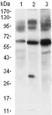 小鼠抗CFLAR单克隆抗体,Anti-CFLAR mouse monoclonal antibody 生命科学产品与技术服务-生工生物工程 ...