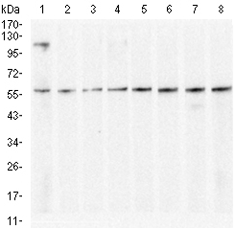 小鼠抗KCNN4单克隆抗体,Anti-KCNN4 mouse monoclonal antibody 生命科学产品与技术服务-生工生物工程 ...