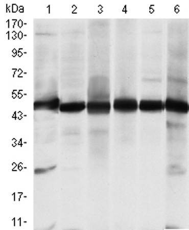 小鼠抗ASS1单克隆抗体,Anti-ASS1 mouse monoclonal antibody 生命科学产品与技术服务-生工生物工程(上海 ...