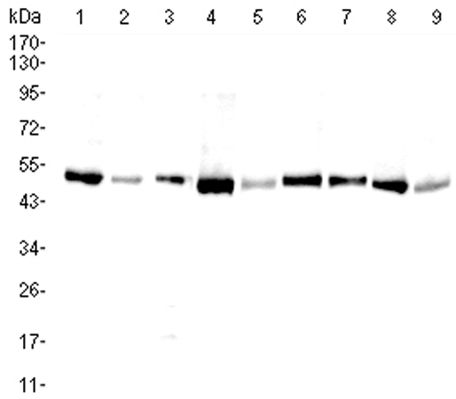 小鼠抗BAX单克隆抗体,Anti-BAX mouse monoclonal antibody 生命科学产品与技术服务-生工生物工程(上海)股份有限公司