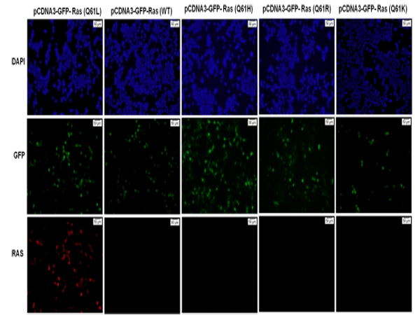 小鼠抗HRAS/KRAS/NRAS (mutated Q61L)单克隆抗体,Anti-HRAS/KRAS/NRAS (mutated Q61L ...