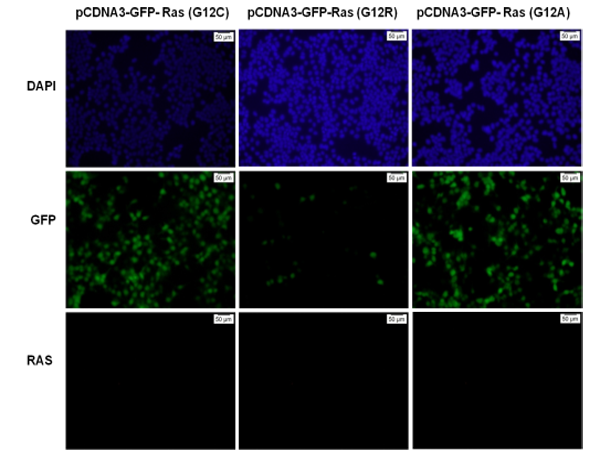 小鼠抗HRAS/KRAS/NRAS (mutated G12D)单克隆抗体,Anti-HRAS/KRAS/NRAS (mutated G12D ...