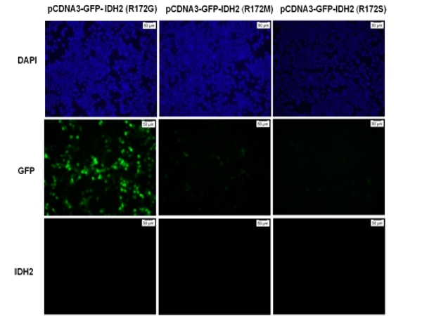 小鼠抗IDH2 (mutated R172K)单克隆抗体,Anti-IDH2 (mutated R172K) mouse monoclonal ...