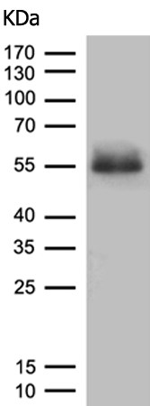 小鼠抗MOK单克隆抗体,Anti-MOK mouse monoclonal antibody 生命科学产品与技术服务-生工生物工程(上海)股份有限公司