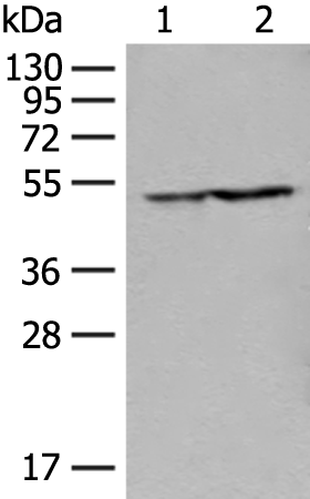 兔抗GDI2多克隆抗体,Anti-GDI2 rabbit polyclonal antibody 生命科学产品与技术服务-生工生物工程(上海 ...