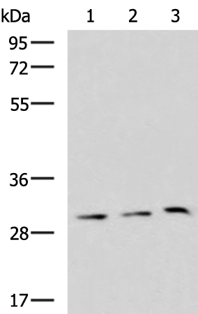 兔抗GPR3 多克隆抗体,Anti-GPR3 rabbit polyclonal antibody 生命科学产品与技术服务-生工生物工程(上海 ...