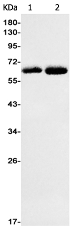 兔抗EOGT单克隆抗体,Anti-EOGT rabbit monoclonal antibody 生命科学产品与技术服务-生工生物工程(上海 ...