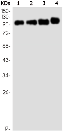 兔抗LAMP2单克隆抗体,Anti-LAMP2 rabbit monoclonal antibody 生命科学产品与技术服务-生工生物工程(上海)股份有限公司