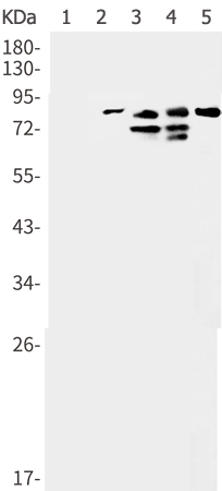 兔抗STAT1 (phospho-Ser727)单克隆抗体,Anti-STAT1 (phospho-Ser727) rabbit monoclonal antibody 生命科学产品与技术服务 ...