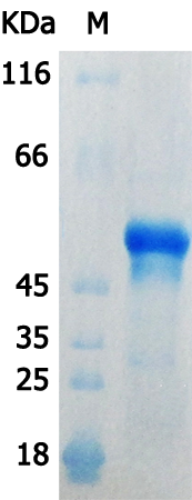 人APOH抗原（重组蛋白）,Human APOH Antigen (Recombinant Protein) 生命科学产品与技术服务-生工生物 ...