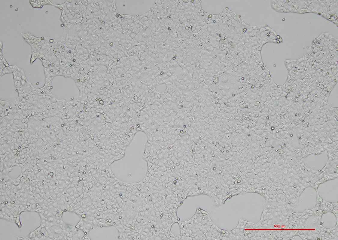 人肾皮质近曲小管上皮细胞(HK-2)，STR鉴定正确，常温细胞,HK-2 Cells, correctly identified by STR 生命科学产品与技术服务-生工生物工程(上海)股份有限公司