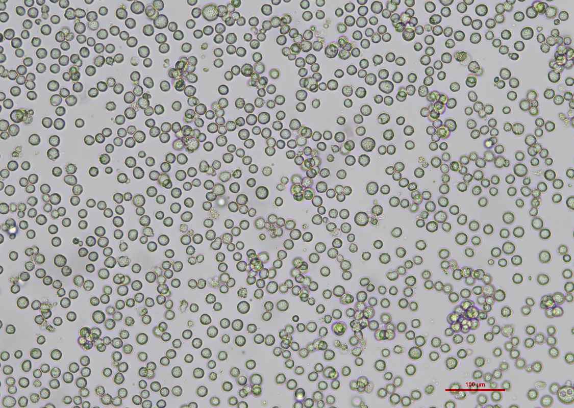 人慢性髓原白血病细胞(K562)，STR鉴定正确，常温细胞,K562 Cells, correctly identified by STR 生命科学产品与技术服务-生工生物工程(上海)股份有限公司
