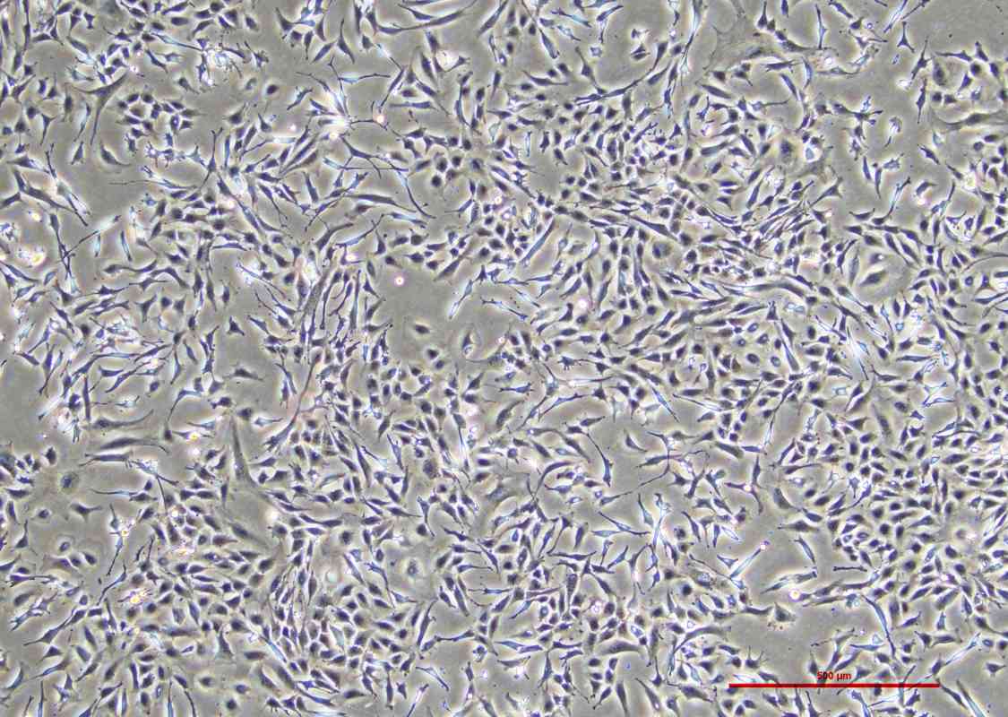 人小胶质细胞(HMC3)，STR鉴定正确，常温细胞,HMC3 Cells, correctly identified by STR 生命科学 ...
