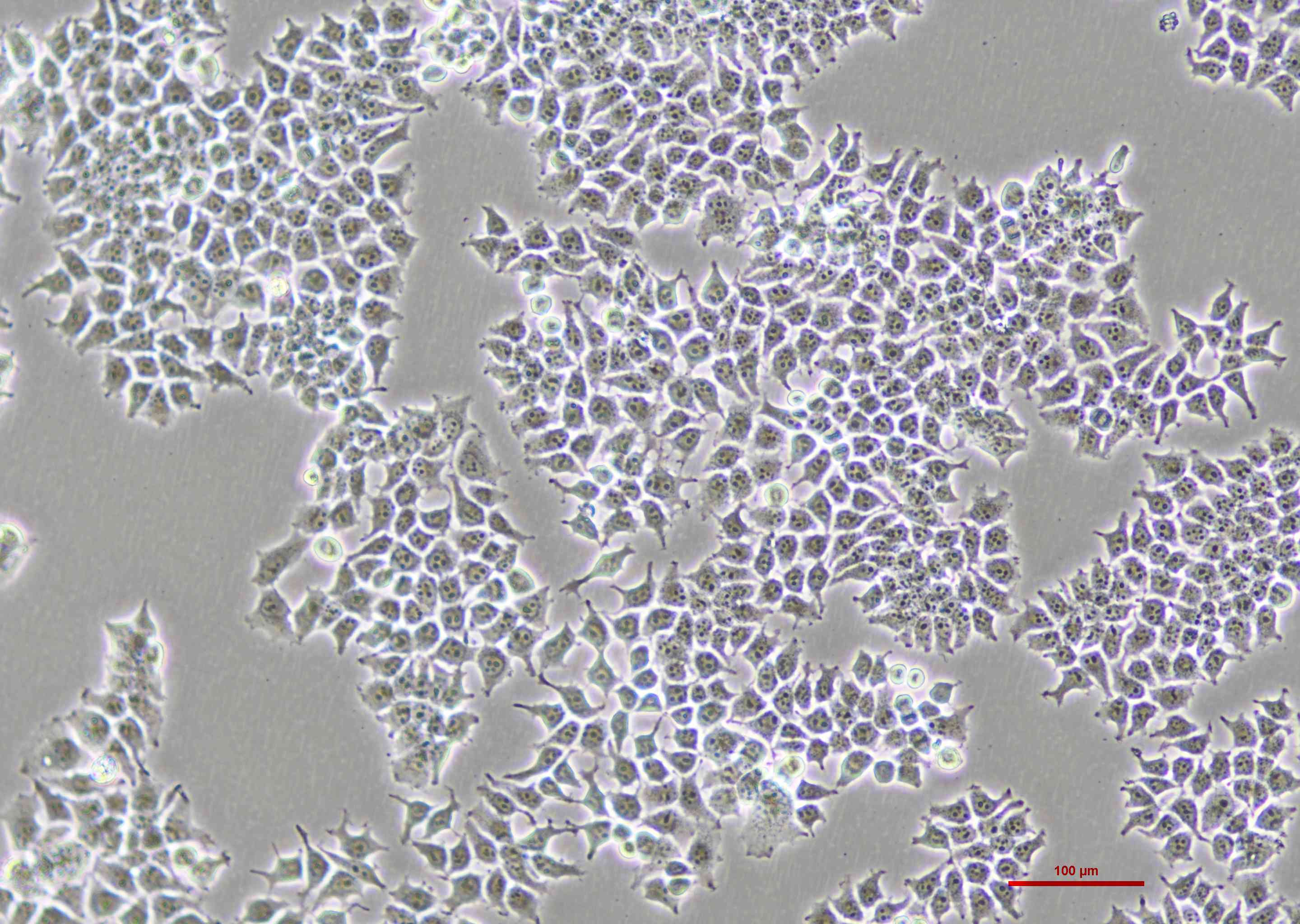 人胚肾细胞(293T)，STR鉴定正确，冻存细胞,293T Cells, correctly identified by STR 生命科学产品与技术服务-生工生物工程(上海)股份有限公司