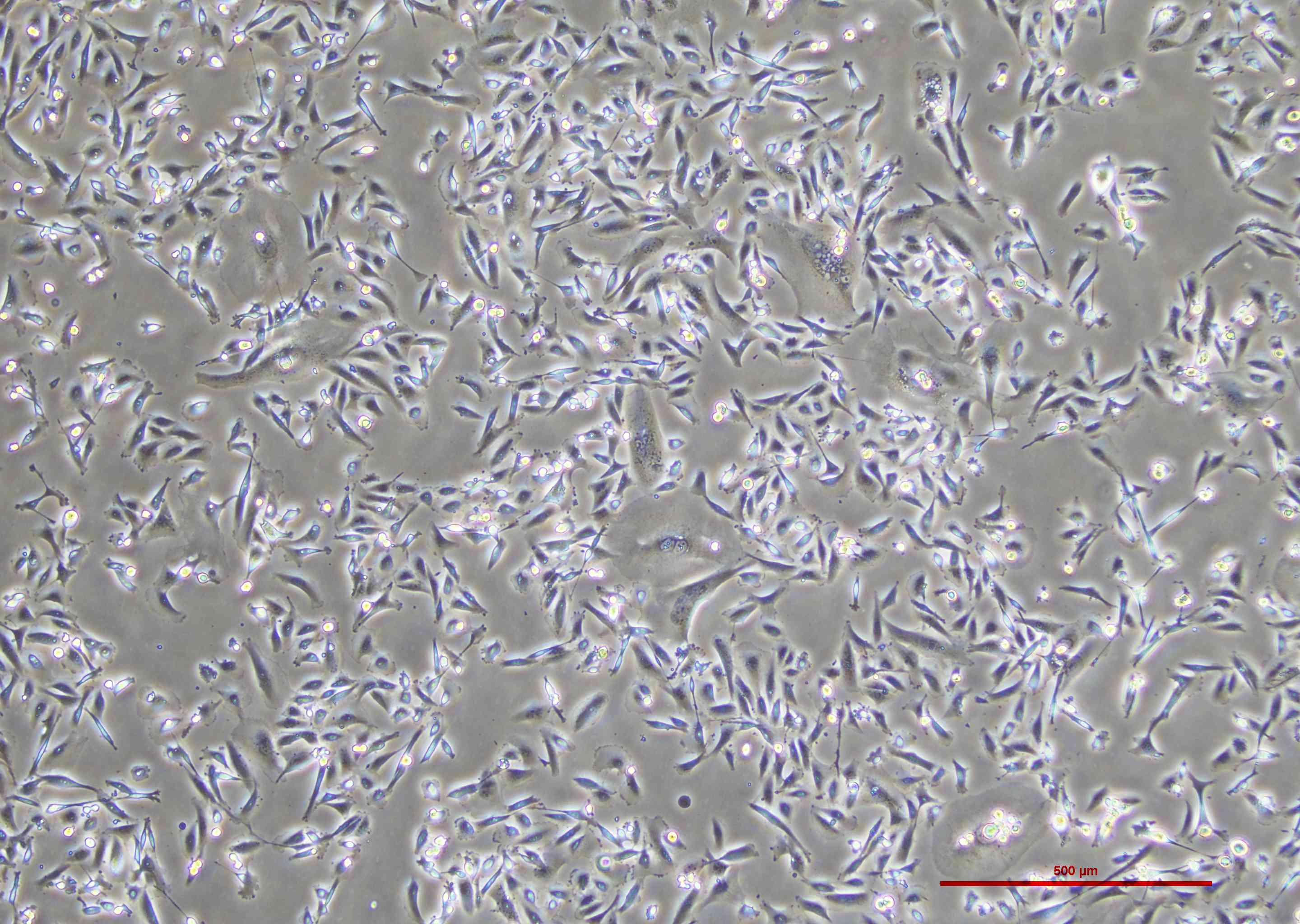 人乳腺癌细胞(MDA-MB-231)，STR鉴定正确，常温细胞,MDA-MB-231 Cells, correctly identified by STR 生命科学产品与技术服务-生工生物工程 ...
