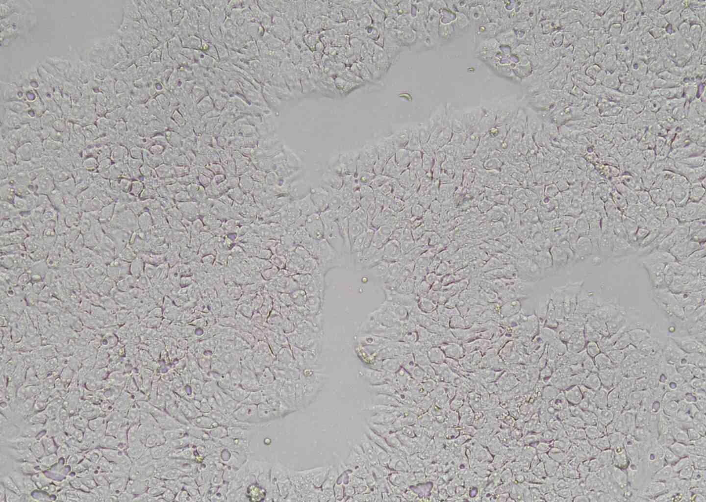 人胚胎干细胞(hESC(H1))，冻存细胞,hESC(H1) Cells 生命科学产品与技术服务-生工生物工程(上海)股份有限公司