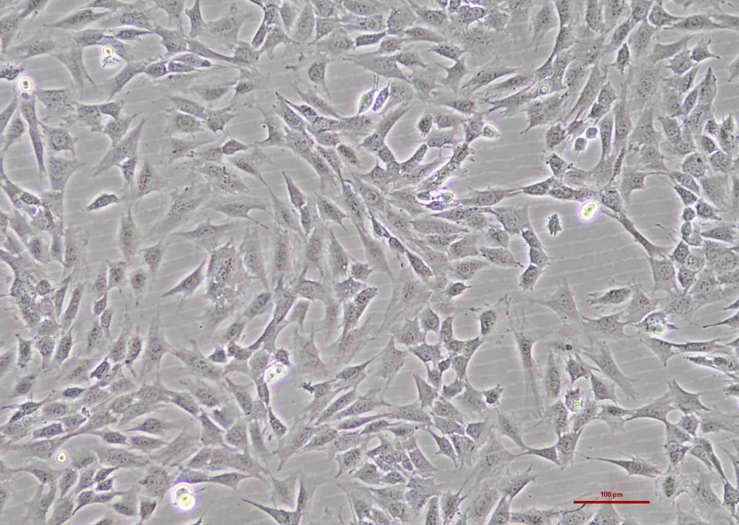 小鼠精母细胞(GC-2spd(ts))，种属鉴定正确，冻存细胞,GC-2spd(ts) Cells, species identification is correct 生命科学产品与技术服务 ...