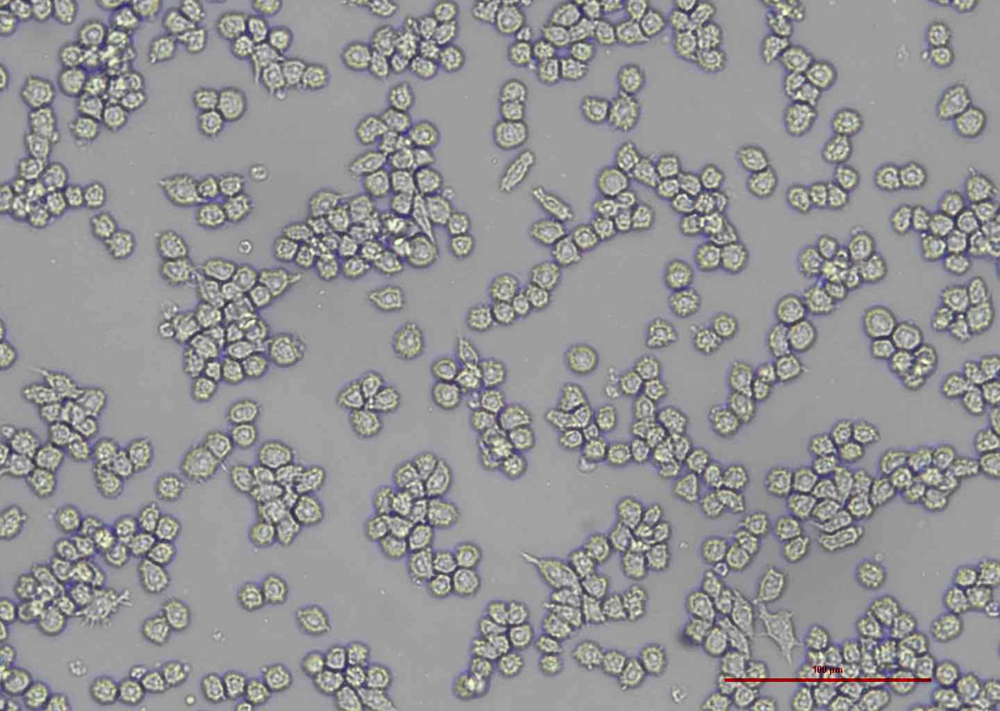 小鼠单核巨噬细胞白血病细胞(Raw264.7),STR鉴定正确，常温细胞,Raw264.7 Cells, correctly identified by STR 生命科学产品与技术服务-生工 ...