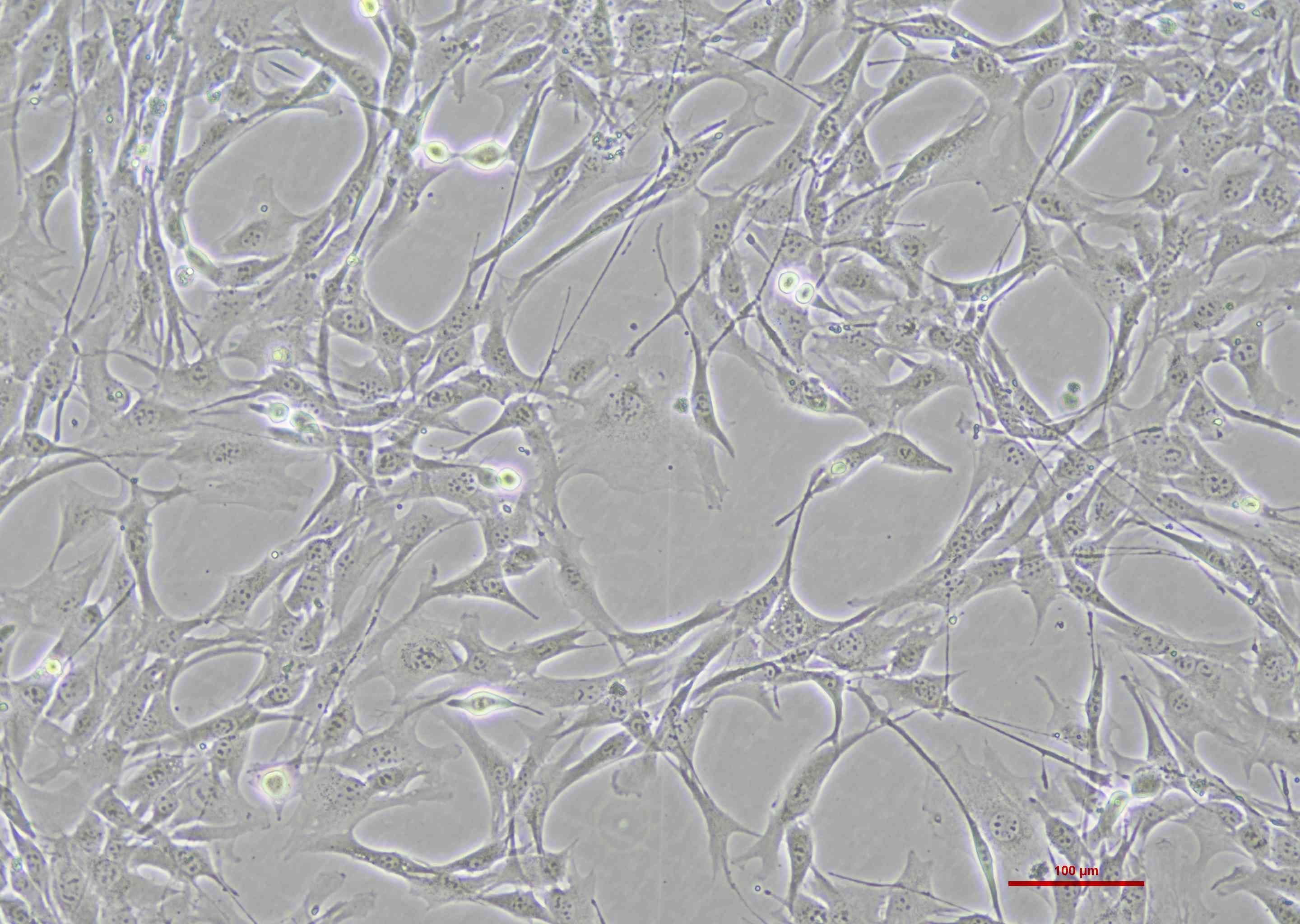 小鼠心肌细胞(HL-1)，种属鉴定正确，冻存细胞,HL-1 Cells, species identification is correct 生命科学产品与技术服务-生工生物工程(上海)股份有限公司