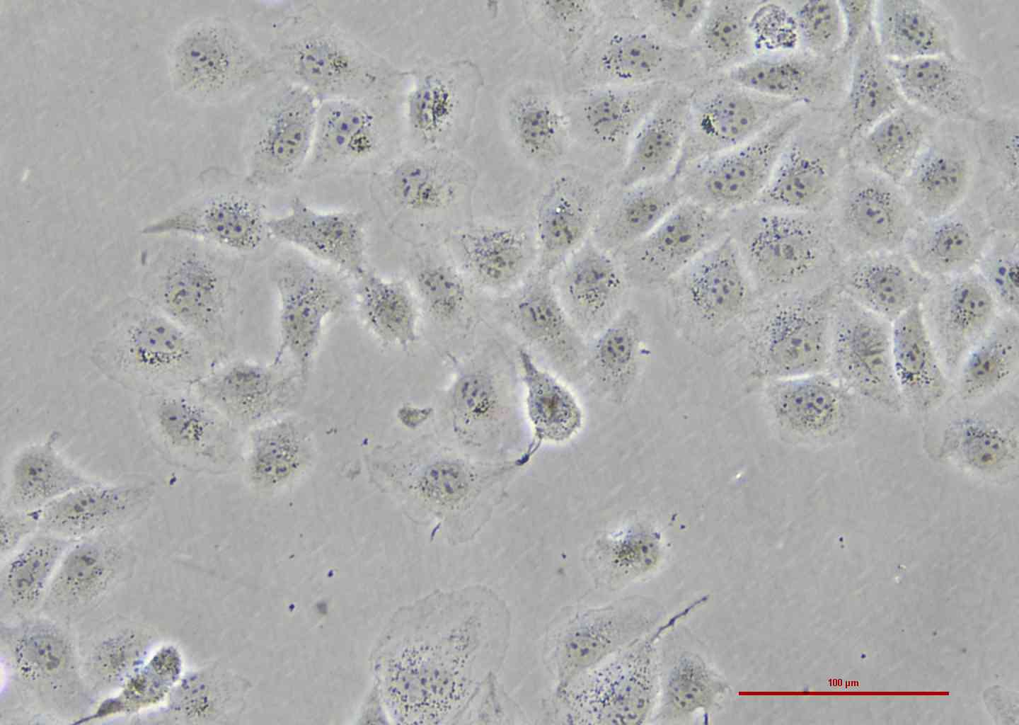 犬肾细胞(MDCK（NBL-2）)，种属鉴定正确，冻存细胞,MDCK（NBL-2） Cells, species identification is correct 生命科学产品与技术服务-生 ...