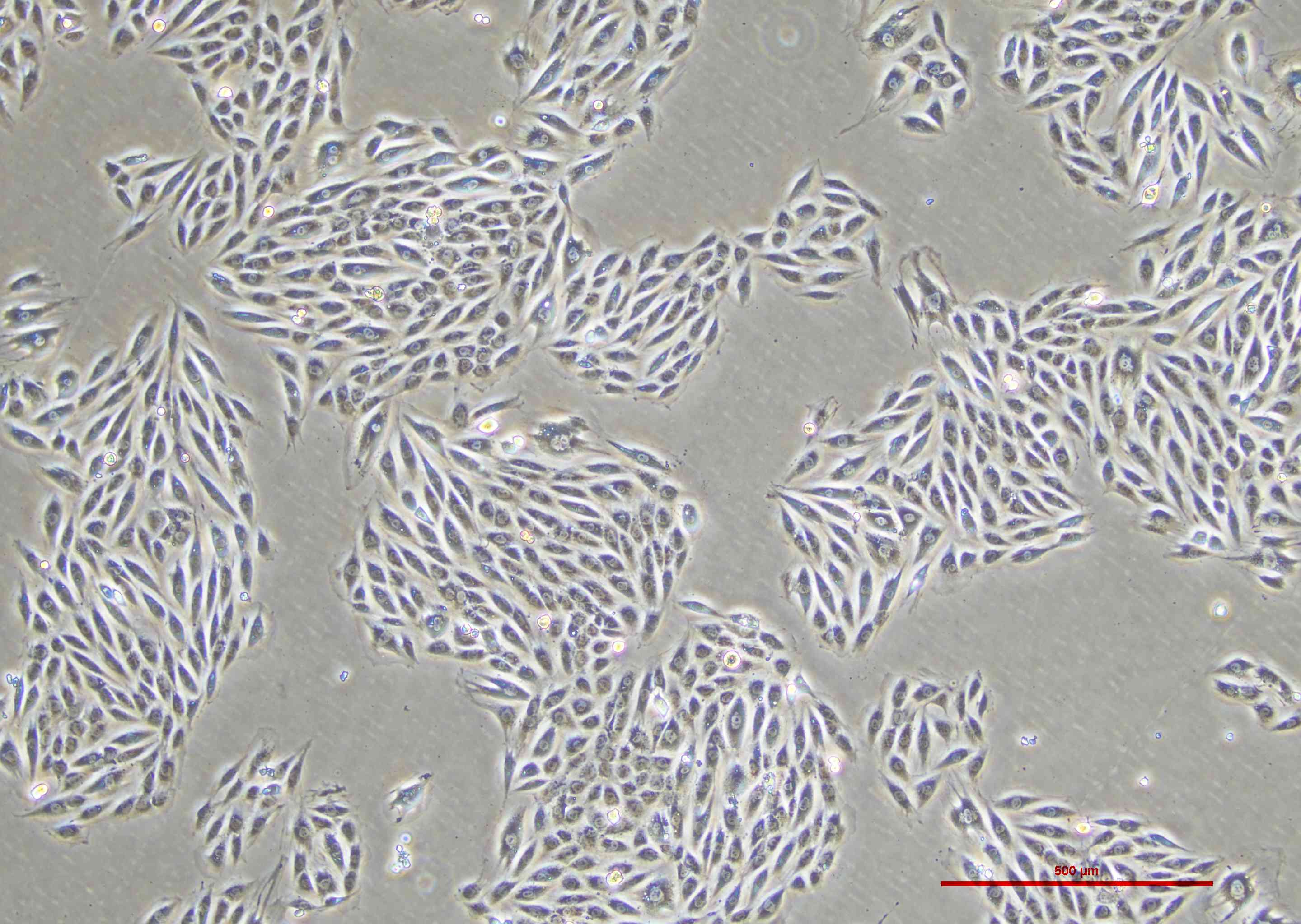大鼠心肌细胞(H9C2)，种属鉴定正确，常温细胞,H9C2 Cells, species identification is correct 生命科学产品与技术服务-生工生物工程(上海)股份有限公司