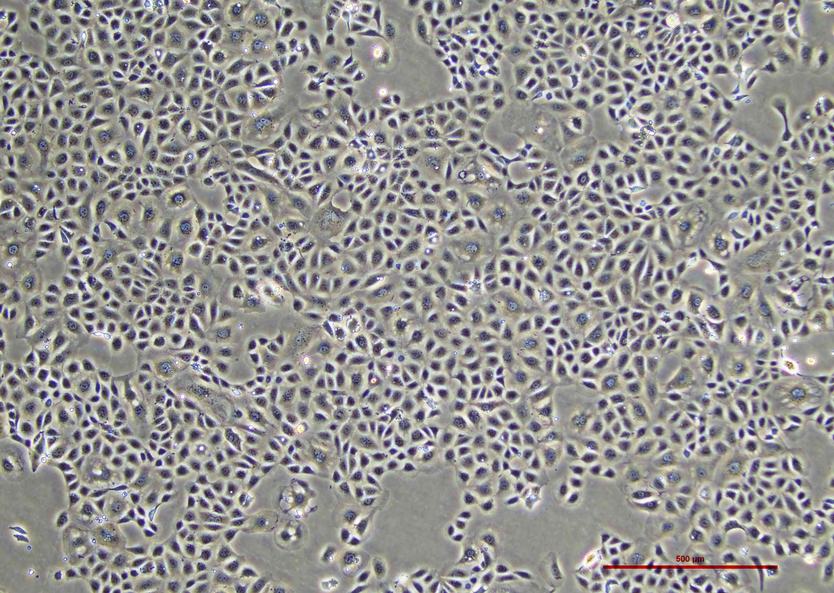 大鼠肾细胞(NRK-52E)，种属鉴定正确，常温细胞,NRK-52E Cells, species identification is ...