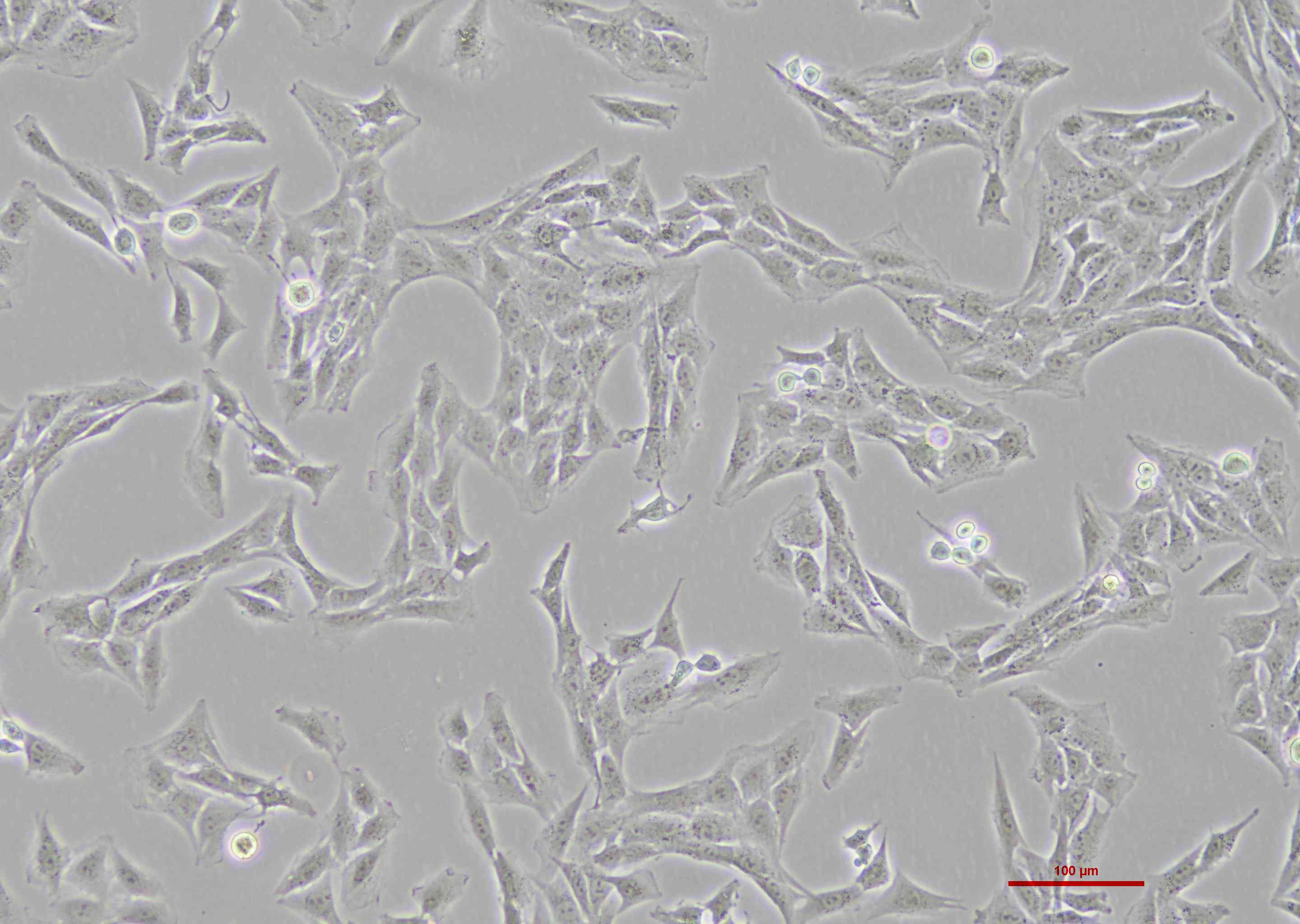 大鼠肝星型细胞(HSC-T6)，种属鉴定正确，常温细胞,HSC-T6 Cells, species identification is ...