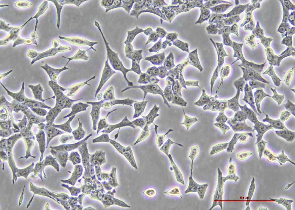 大鼠胰岛细胞瘤细胞(INS-1)，种属鉴定正确，常温细胞,INS-1 Cells, species identification is correct 生命科学产品与技术服务-生工生物工程 ...