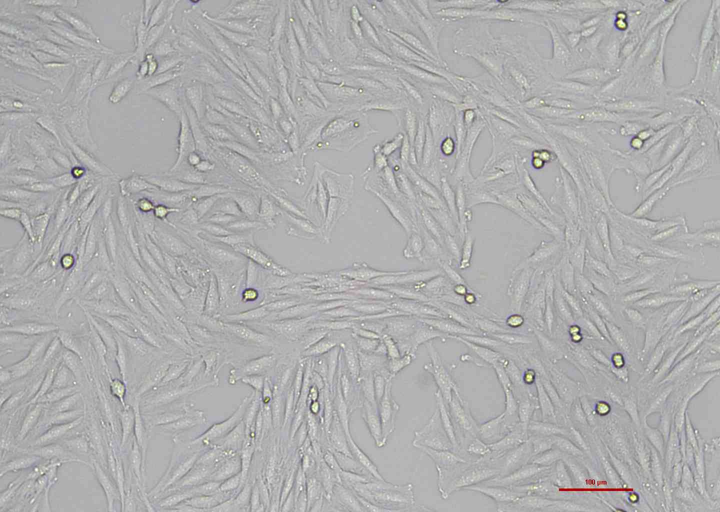 大鼠成肌细胞(L6)，种属鉴定正确，冻存细胞,L6 Cells, species identification is correct 生命科学产品与技术服务-生工生物工程(上海)股份有限公司