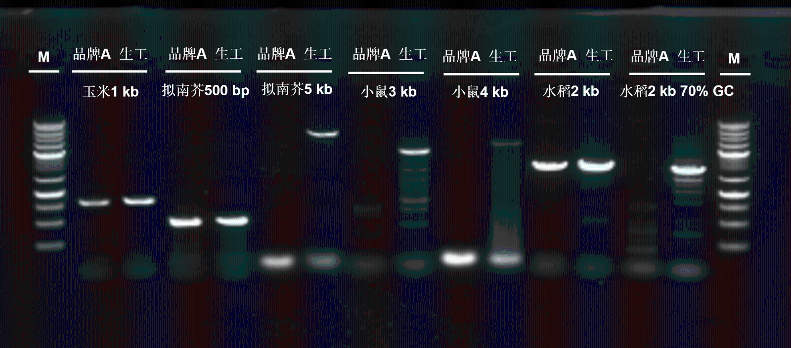 免提取基因组PCR直扩试剂盒革新登场 -生工生物-生命科学产品与技术服务