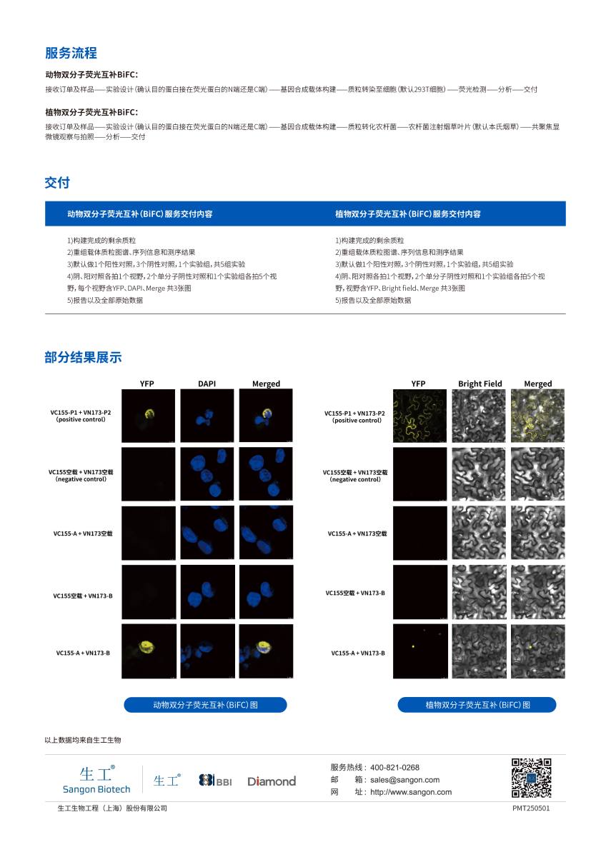 双分子荧光互补（BiFC）服务新品上市 -生工生物-生命科学产品与技术服务